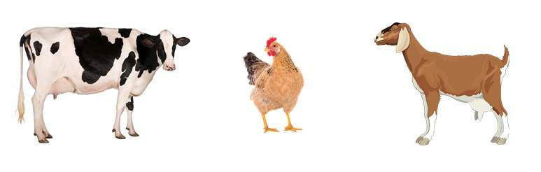 Disaster preparedness for your pets